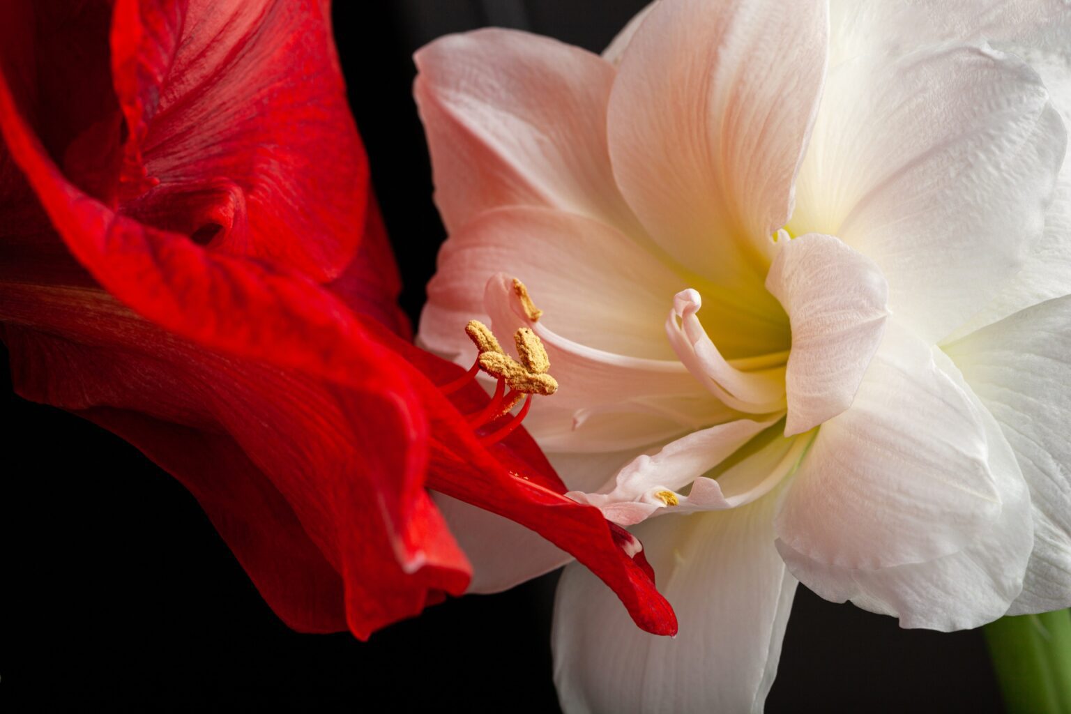 Verdt å lese -- FRA LØK TIL JULEBLOMST: HVORDAN DU DYRKER AMARYLLIS TIL ...